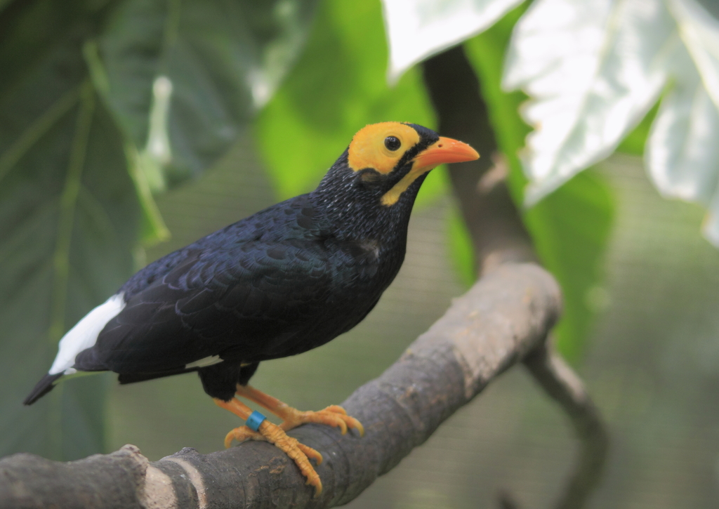 Papuan Mynas (Mino) - Avian Discovery