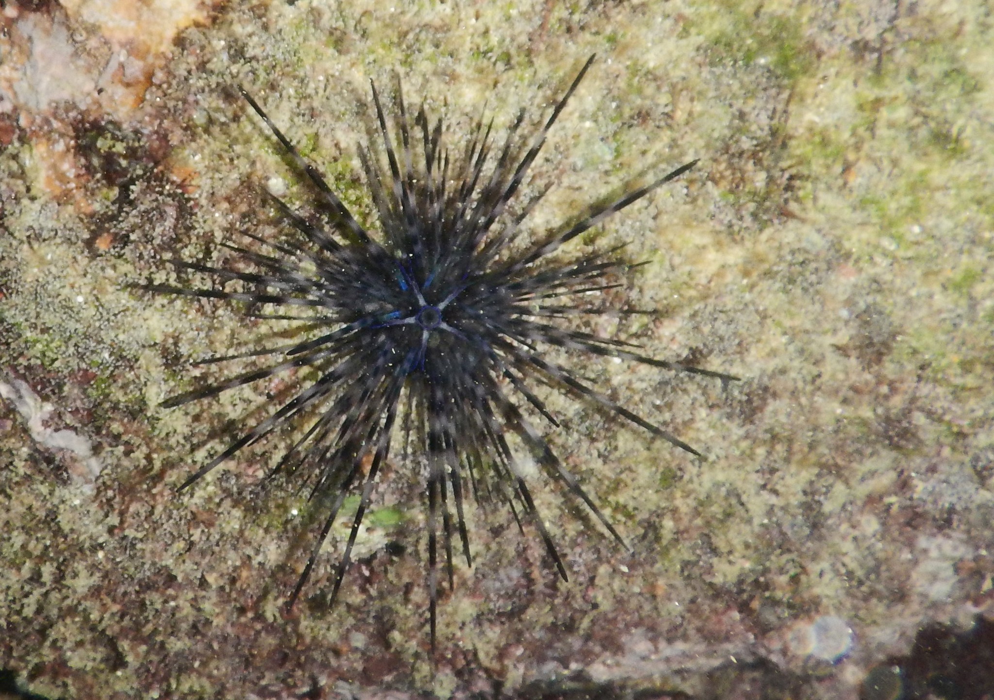 Diadema mexicanum A.Agassiz, 1863
