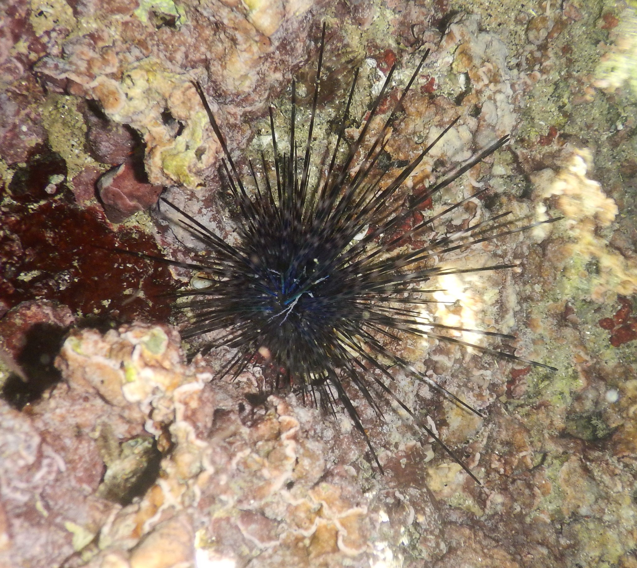 Diadema mexicanum A.Agassiz, 1863