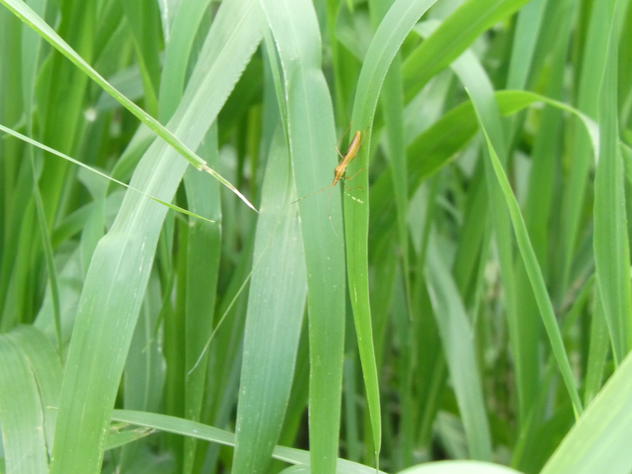 Leptocorisa acuta (Thunberg, 1783)