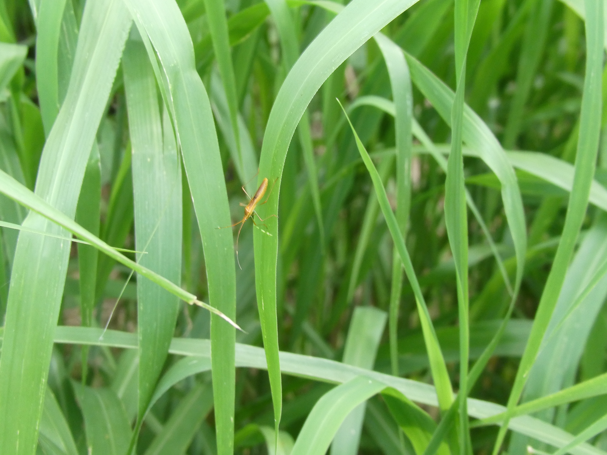 Leptocorisa acuta (Thunberg, 1783)