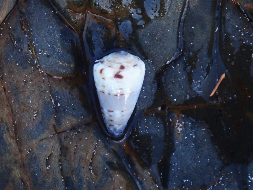 Music Cone from Woolgoolga NSW 2456, Australia on March 08, 2022 at 05: ...