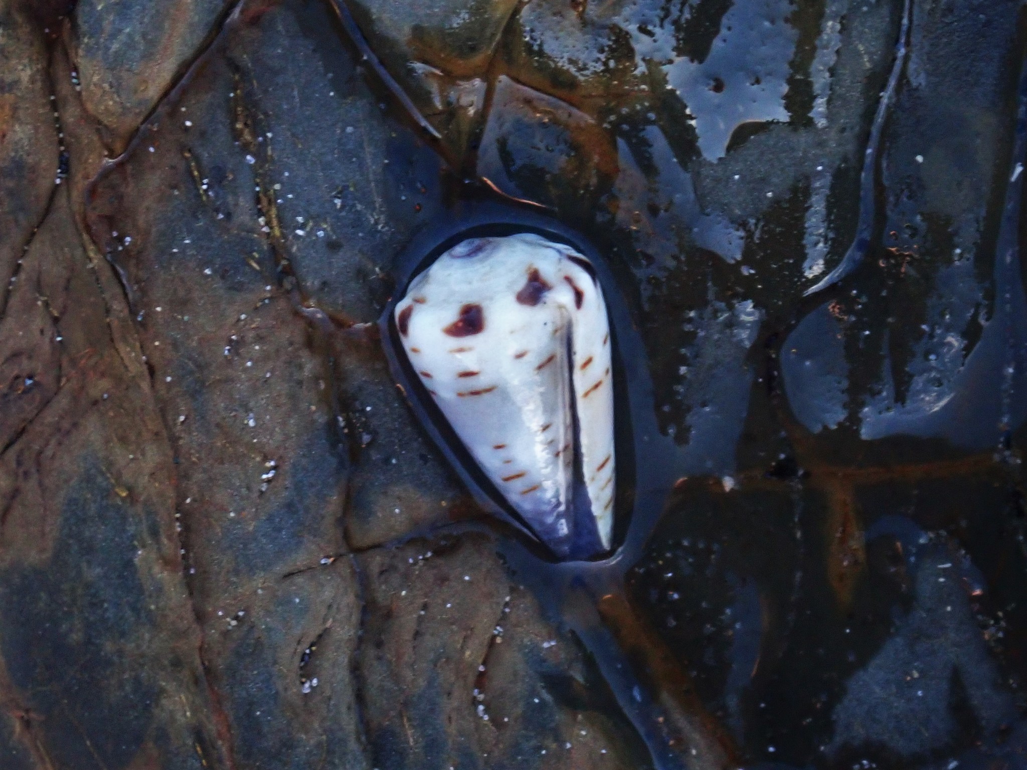 Conus musicus Hwass, 1792