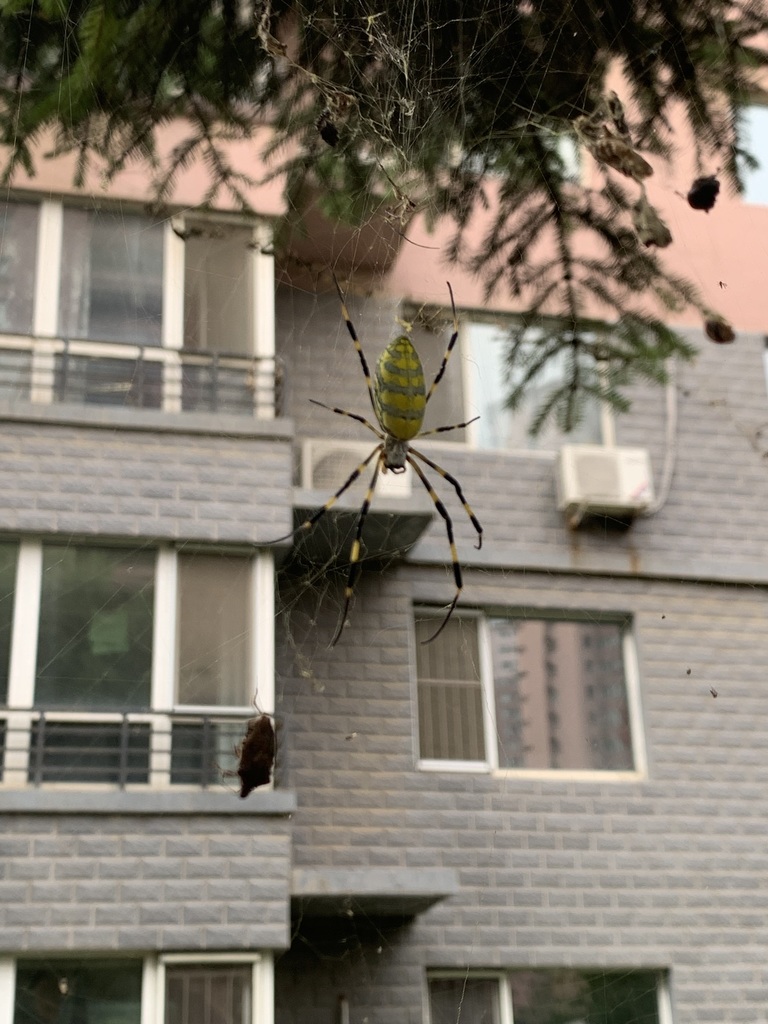 Joro Spider from Shenyang, Liaoning, China on September 29, 2021 at 03: ...