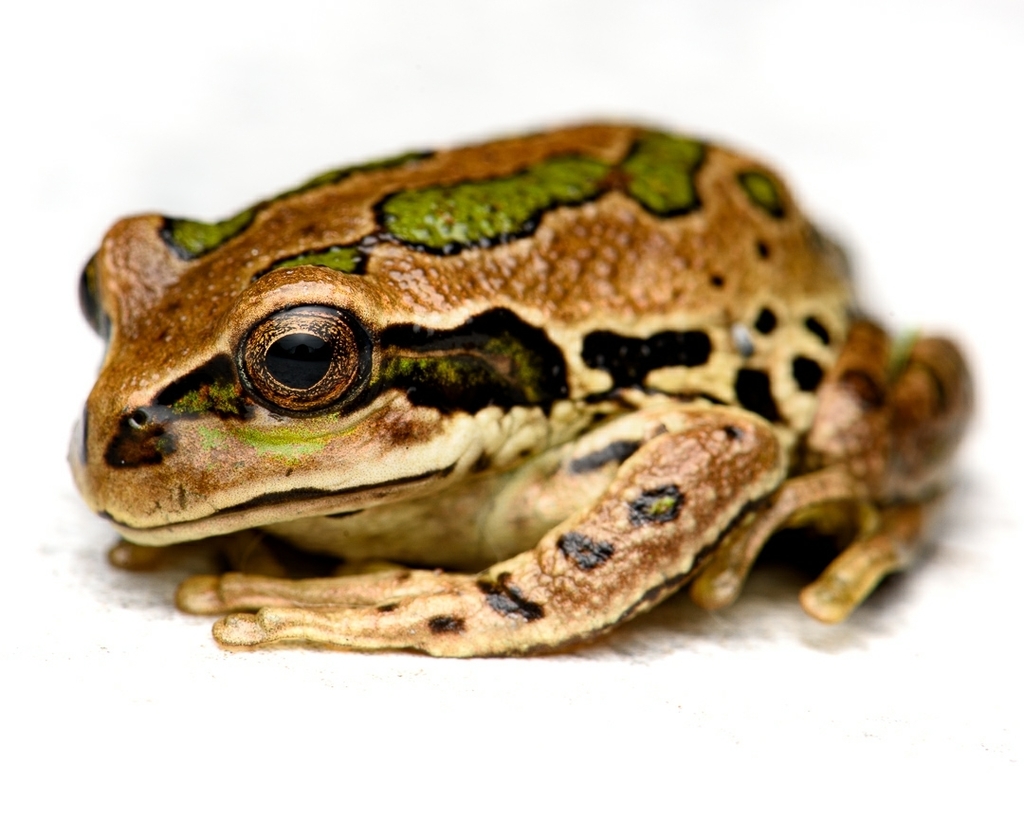 Andean Marsupial Frog in March 2022 by Danny Darquea · iNaturalist