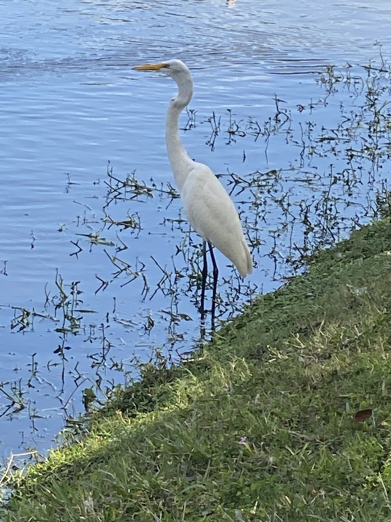 Great Egret from Castor Beach, Tampa, FL, USA on February 04, 2022 at ...