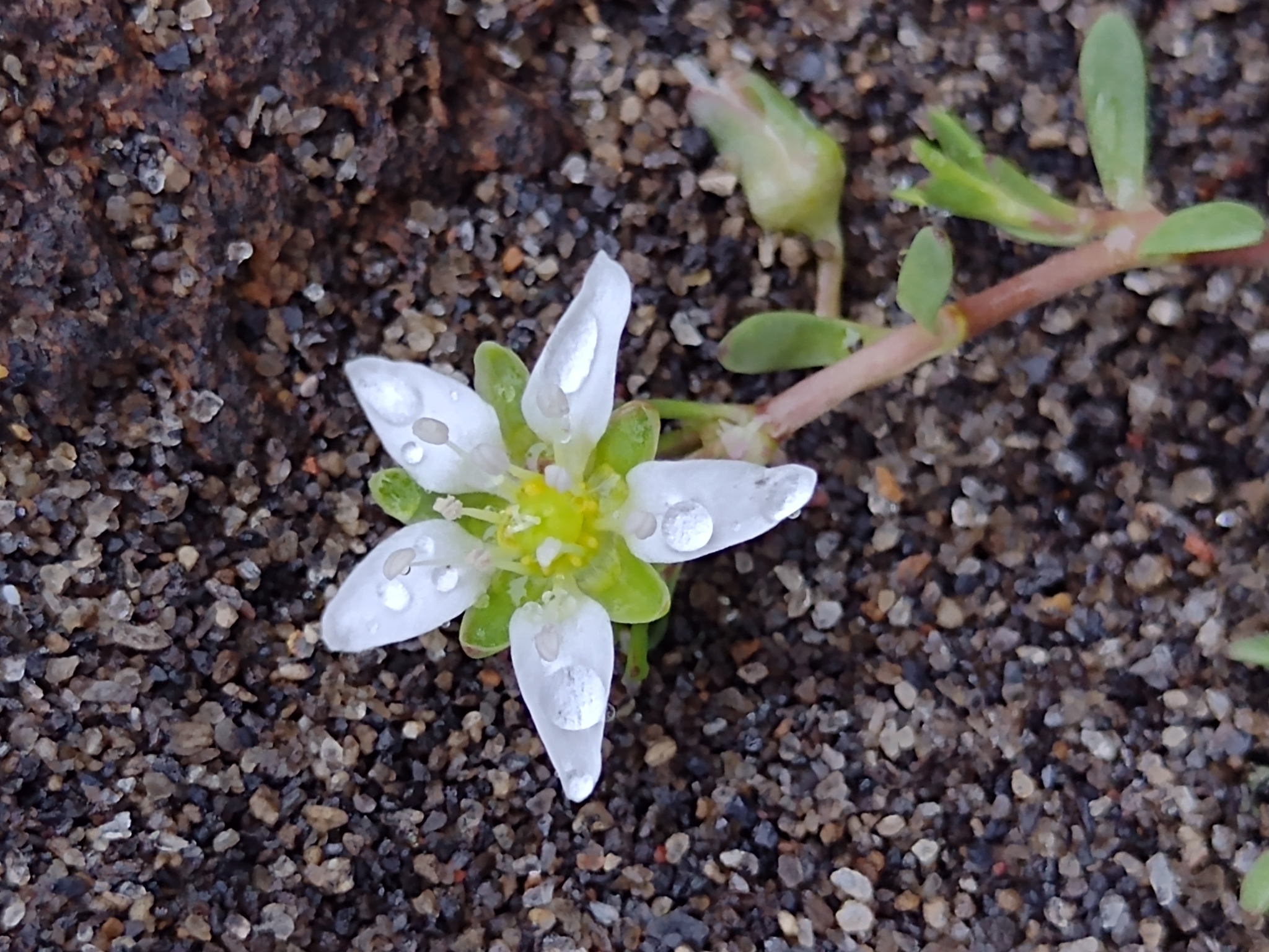 Arenaria serpens Kunth