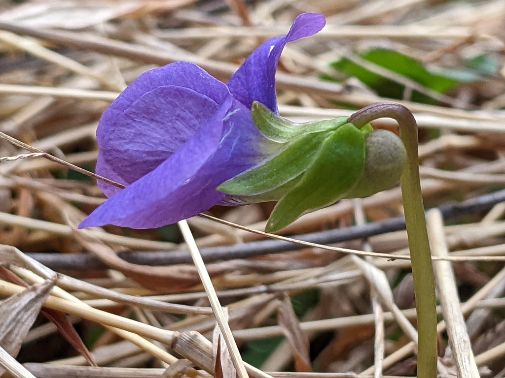 common blue violet (Viola sororia) - Botanical Realm