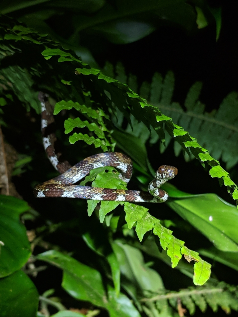 Ringed Snail Sucker from La Fortuna, Provincia de Alajuela, San Carlos ...