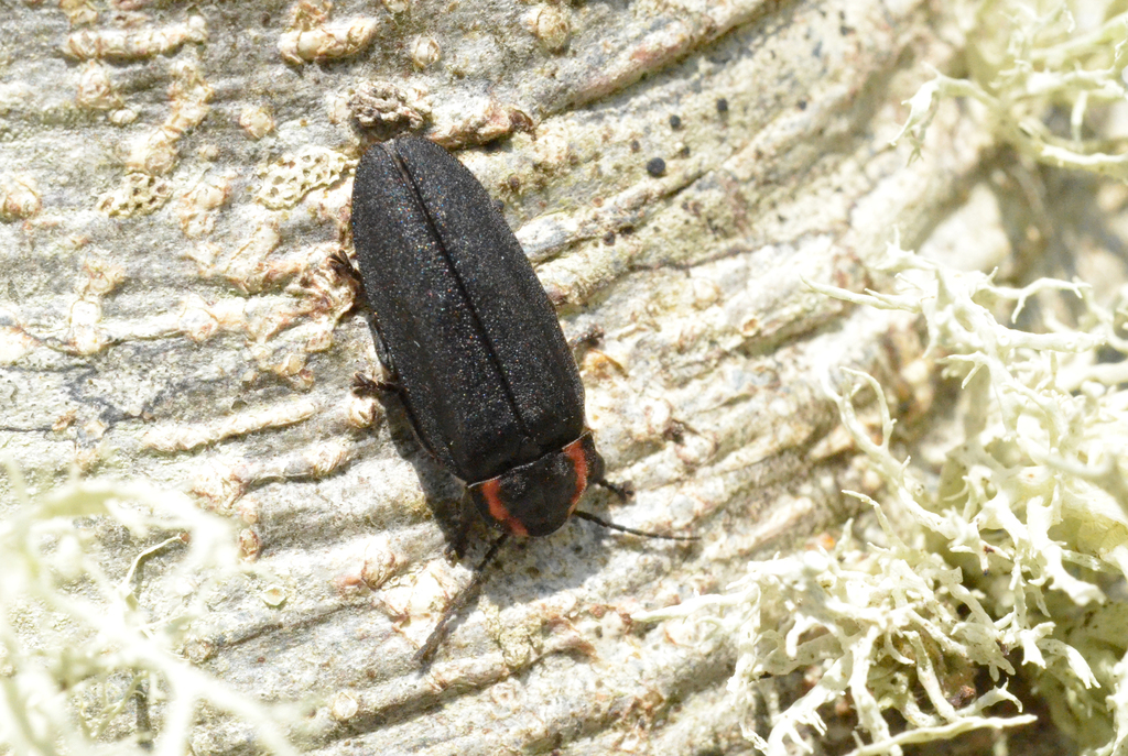 Diurnal Fireflies from Netul Landing on March 09, 2022 at 10:41 AM by ...