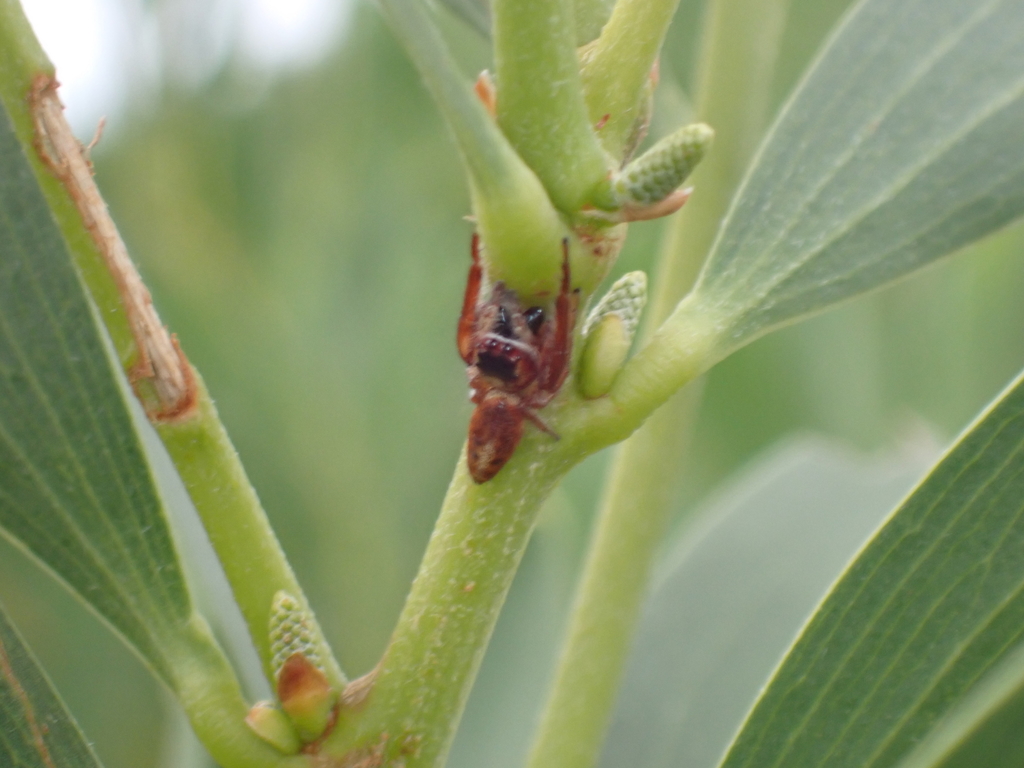 Garden Jumping Spiders from Venus Bay VIC 3956, Australia on March 7 ...