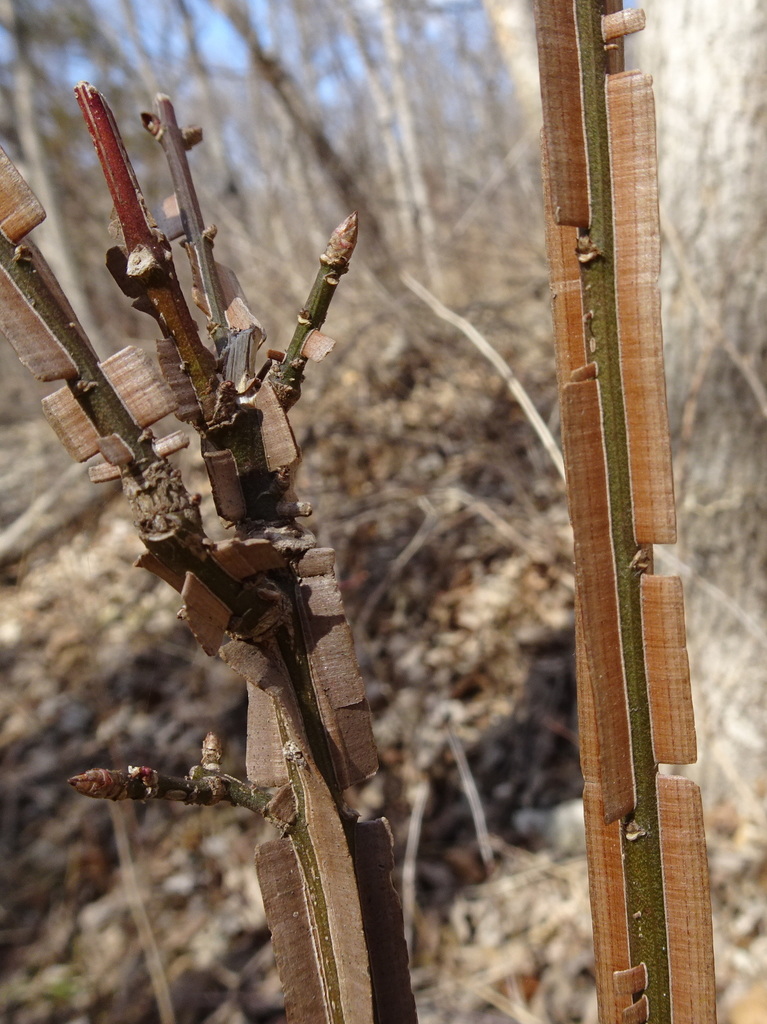 winged euonymus from Lawrence, KS, USA on March 05, 2022 at 02:55 PM by ...