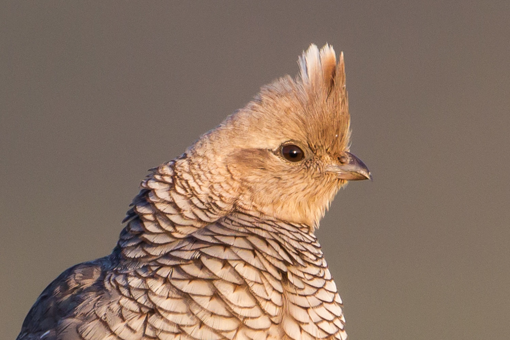 Scaled Quail (A Guide to New World Quail) · iNaturalist