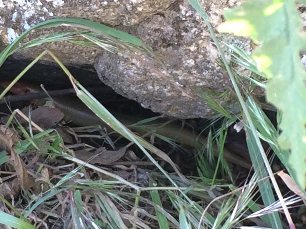 Gilbert's Skink on May 9, 2015 at 02:53 PM by Stevie Kennedy-Gold ...