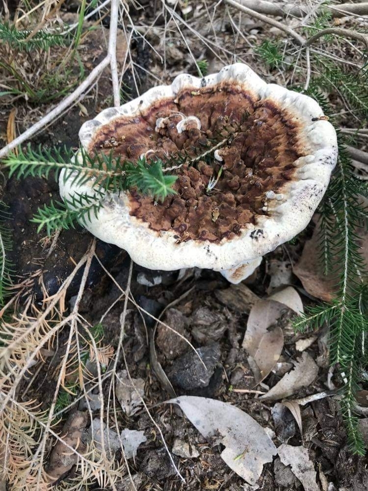 red-staining stalked polypore from Inverleigh VIC 3321, Australia on ...