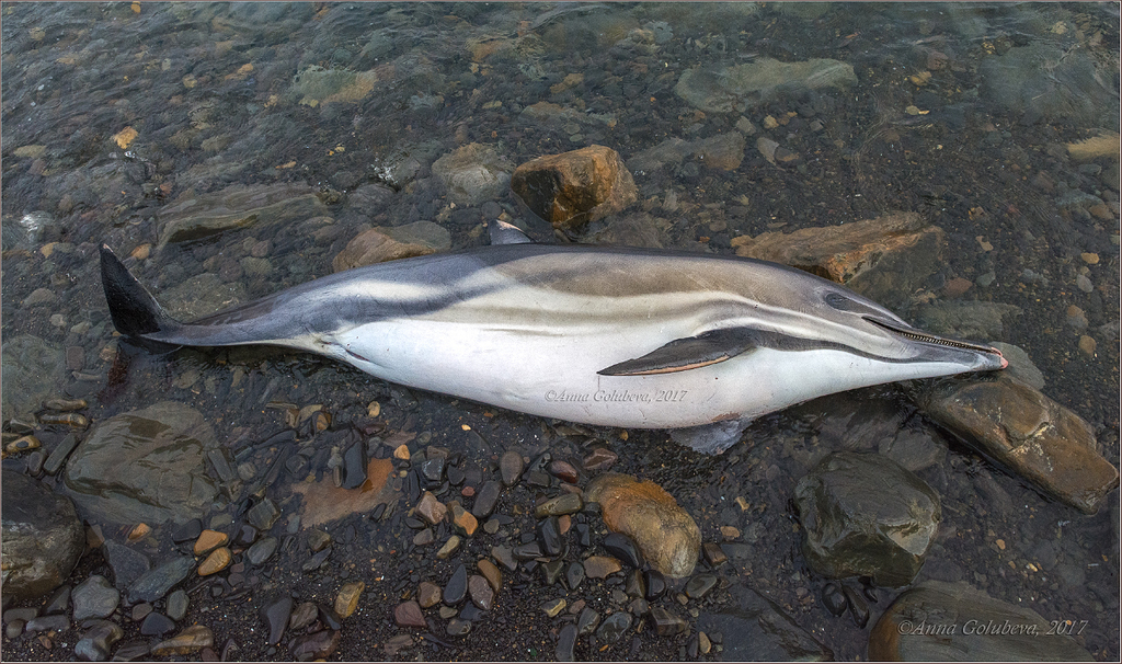 Black Sea Common Dolphin (Delphinus delphis ponticus) - Know Your Mammals