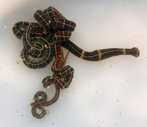 Six-lined Ribbon Worm (Tubulanus sexlineatus) · iNaturalist