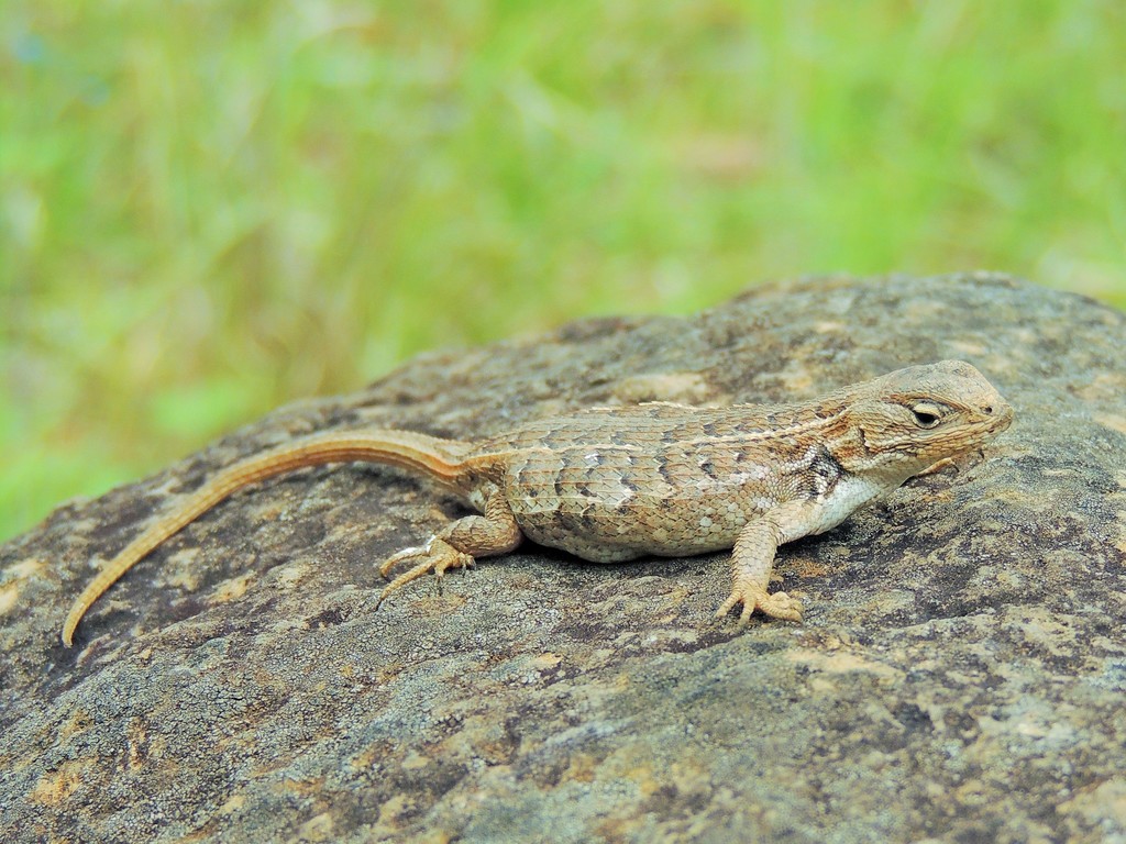 Slevin’s Bunch Grass Lizard from Yécora, Son., Mexico on July 24, 2015 ...