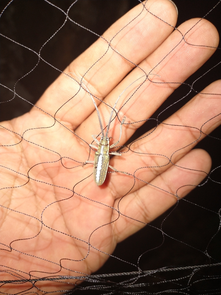 Fig Tree Borer from Tizimín, MX-YU, MX on March 9, 2022 at 07:04 PM by ...