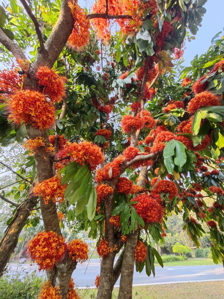 Saraca griffithiana from Xishuangbanna Dai, CN-YN, CN on March 10, 2022 ...