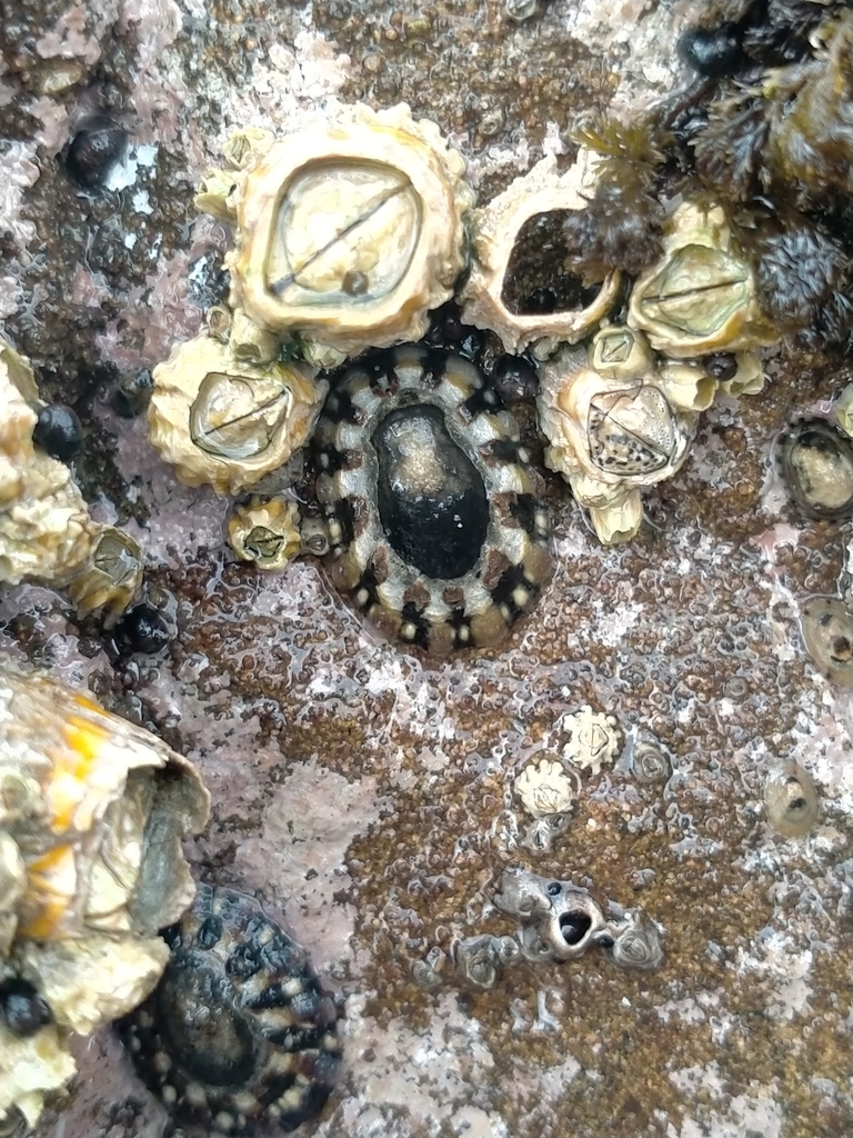 Ornate Limpet from Otago, New Zealand on March 06, 2022 at 02:51 PM by ...
