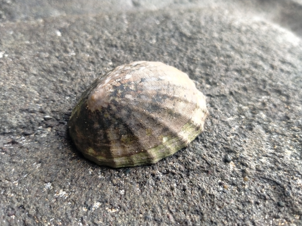 Cellana strigilis from Otago, New Zealand on March 06, 2022 at 02:47 PM ...