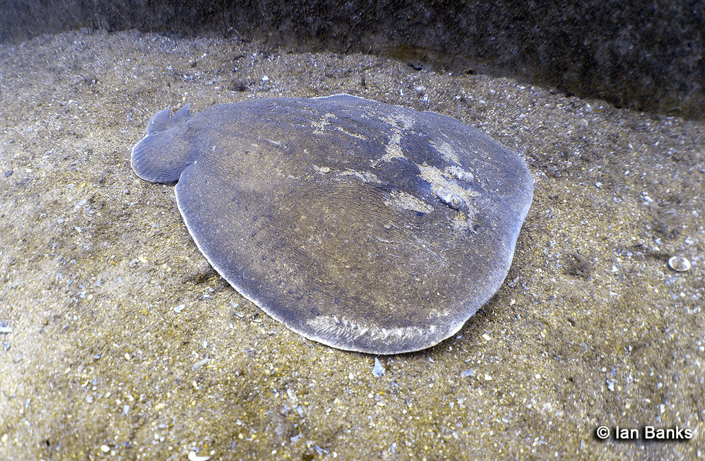 Coffin Ray in December 2021 by Ian Banks · iNaturalist