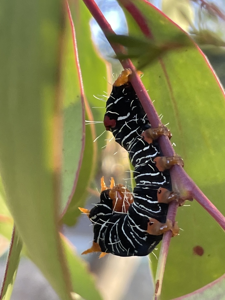 Mistletoe Moth from Frankston South, VIC, AU on March 10, 2022 at 06:37 ...
