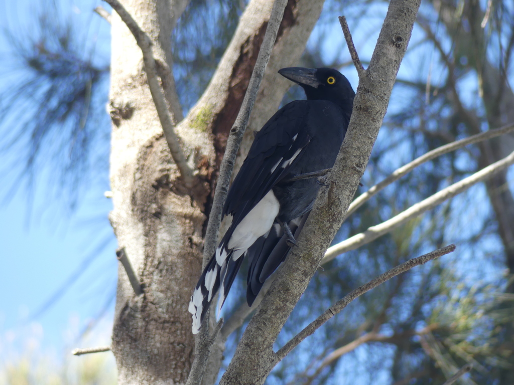 Pied Currawong from Hyams Beach NSW 2540, Australia on February 14 ...