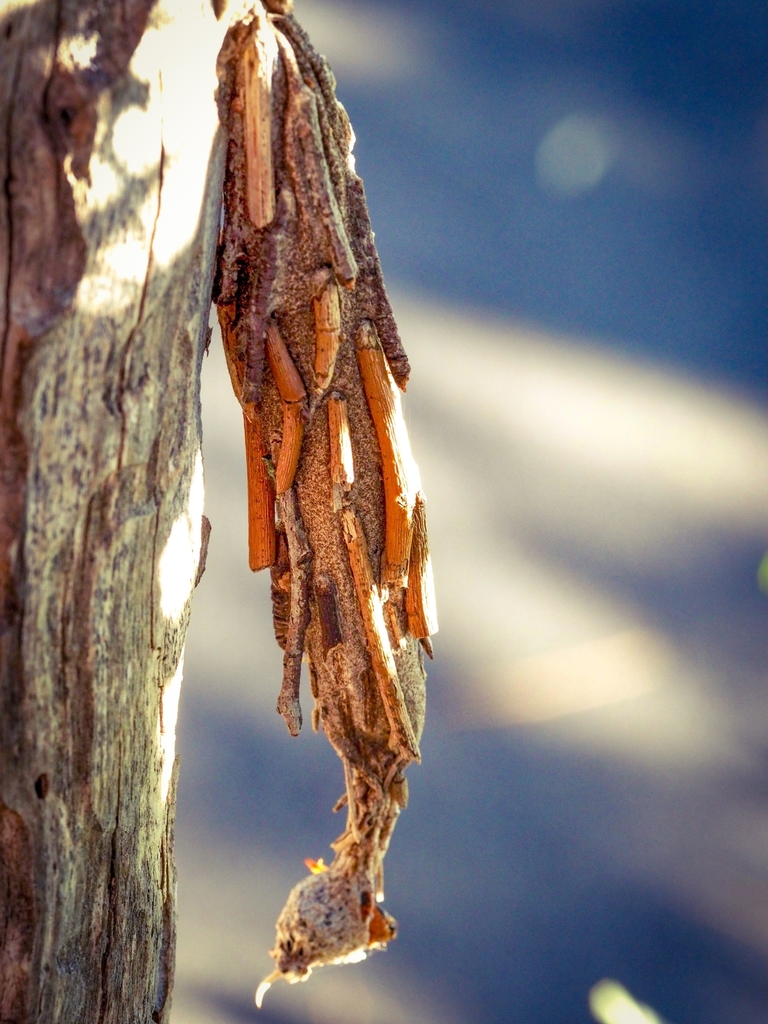 Saunders' Case Moth from Frankston South VIC 3199, Australia on March ...