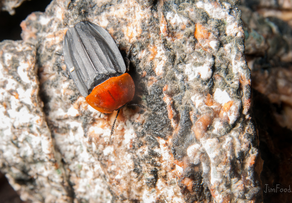 Necrophila cyaneocephala (The Silphidae of Taiwan) · BioDiversity4All
