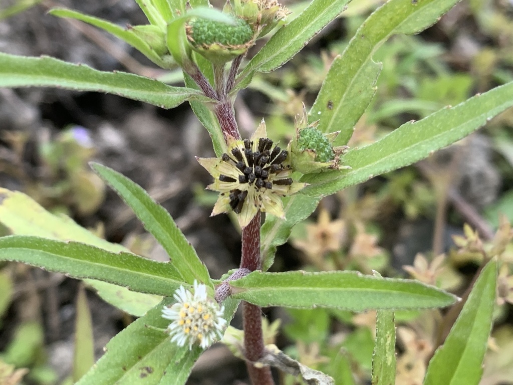 Eclipta angustata from 瑪僯路, 礁溪鄉, TW on March 10, 2022 at 05:05 PM by ...