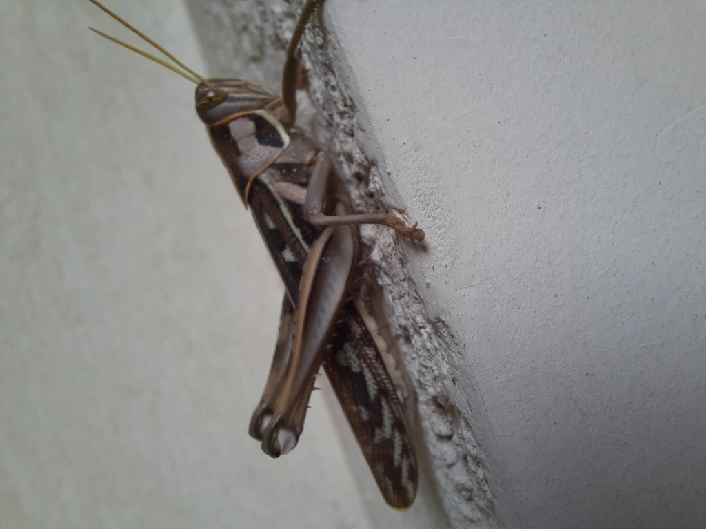 Brown‐spotted Locust from VGHJ+M23 SOBHA FOREST VIEW, Lingadeeranahalli ...