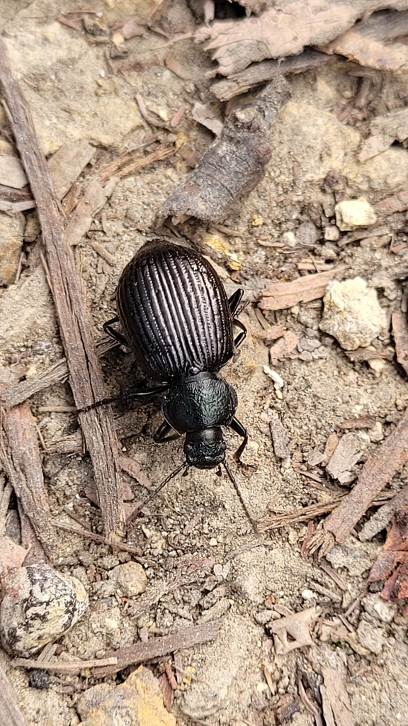Adelium tenebrioides from West Hobart TAS 7000, Australia on March 10 ...