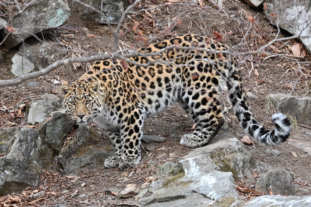 Felids (Felidae) - Know Your Mammals