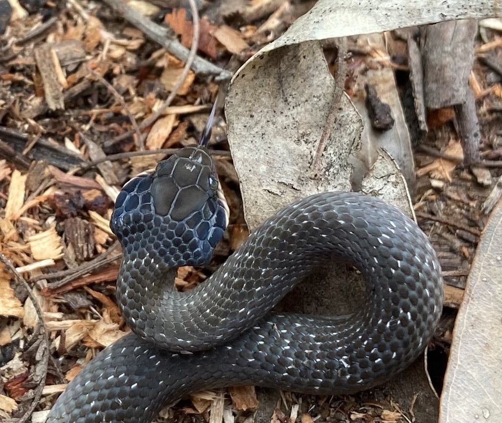 Red-lipped Snake from Knysna, WC, ZA on March 10, 2022 at 11:41 AM by ...