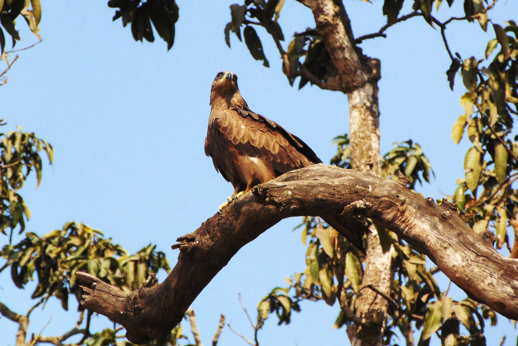 Black Kite from Islampur, West Bengal 742304, India on February 3, 2016 ...