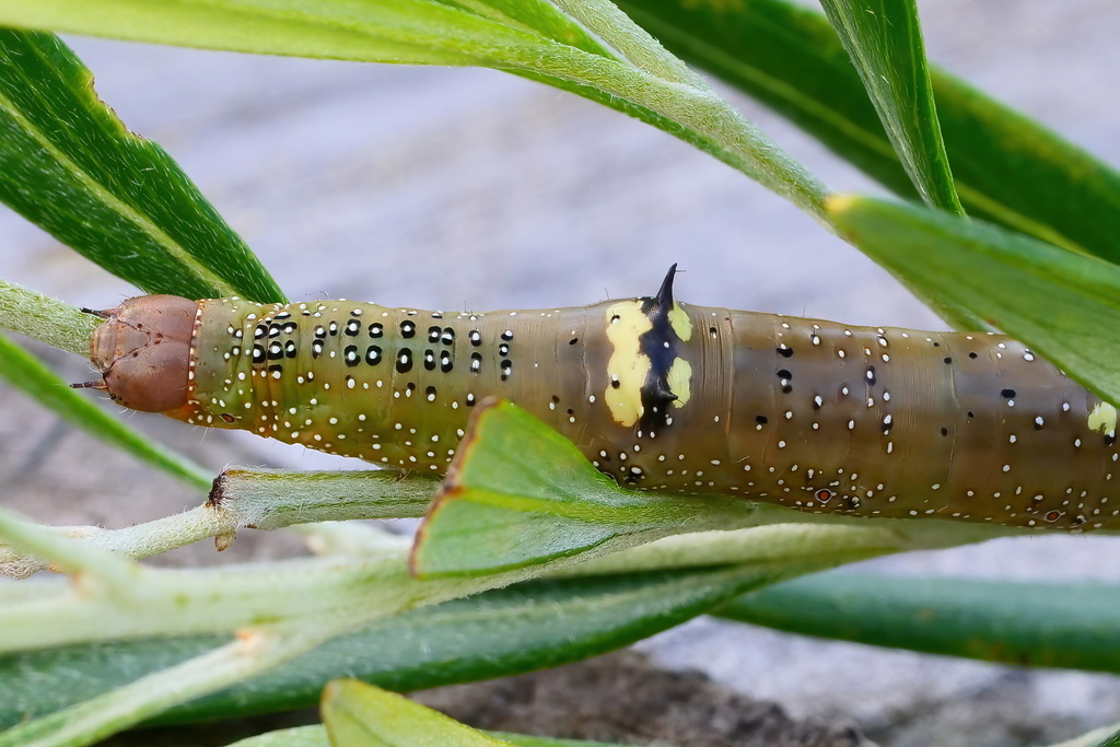 Pink-bellied Moth from Ocean Grove VIC 3226, Australia on March 10 ...