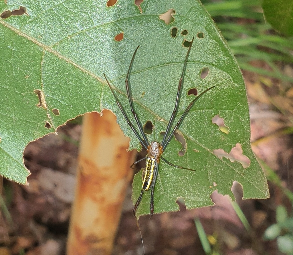 Hairy Golden Orb-weaving Spider from Eastview Gardens Complex, Eastlea ...
