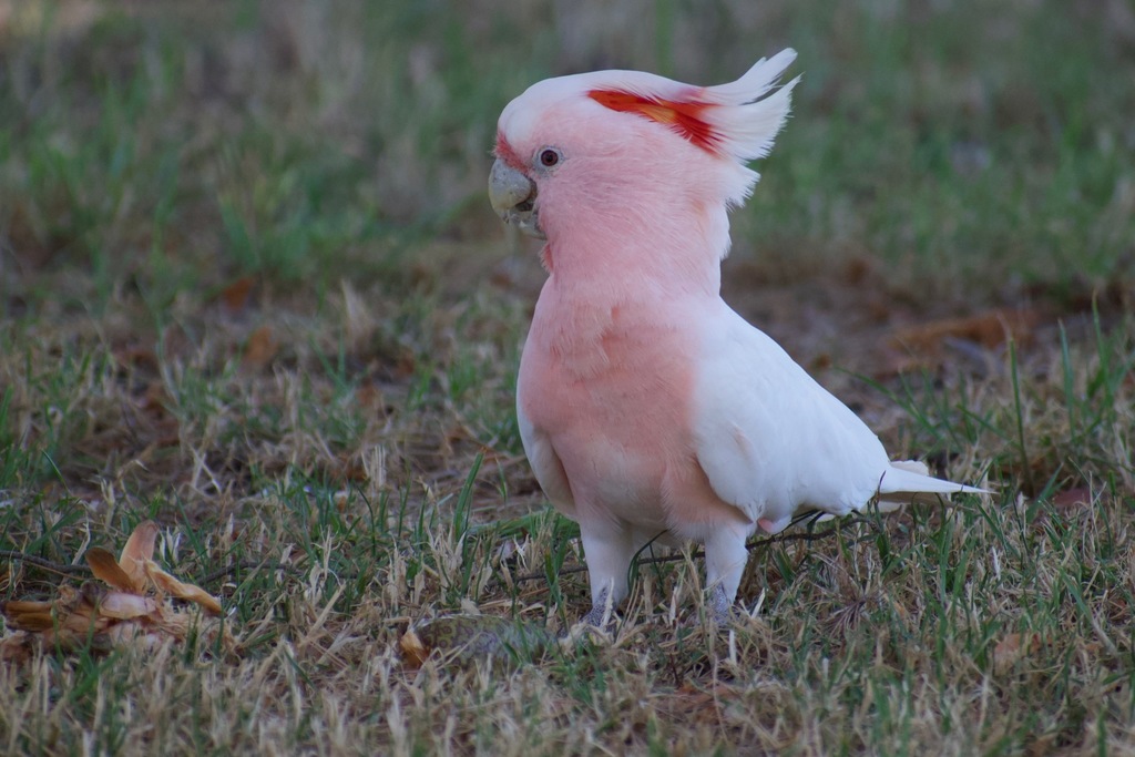 Pink Cockatoo in March 2022 by lrathbone · iNaturalist