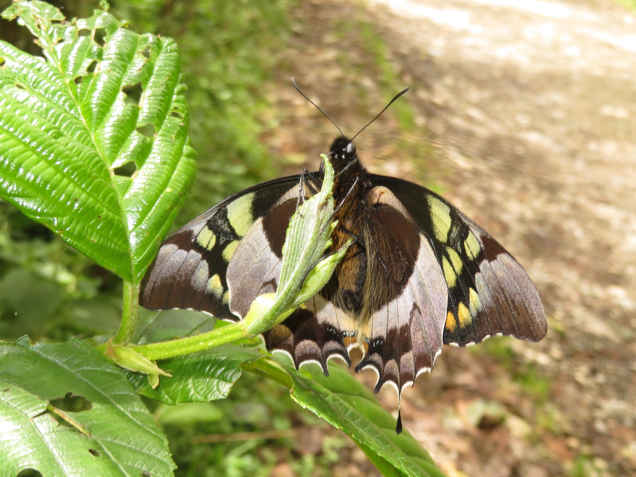 Papilio warscewiczii Hopffer, 1865