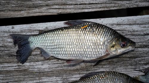 Prochilodus rubrotaeniatus · iNaturalist