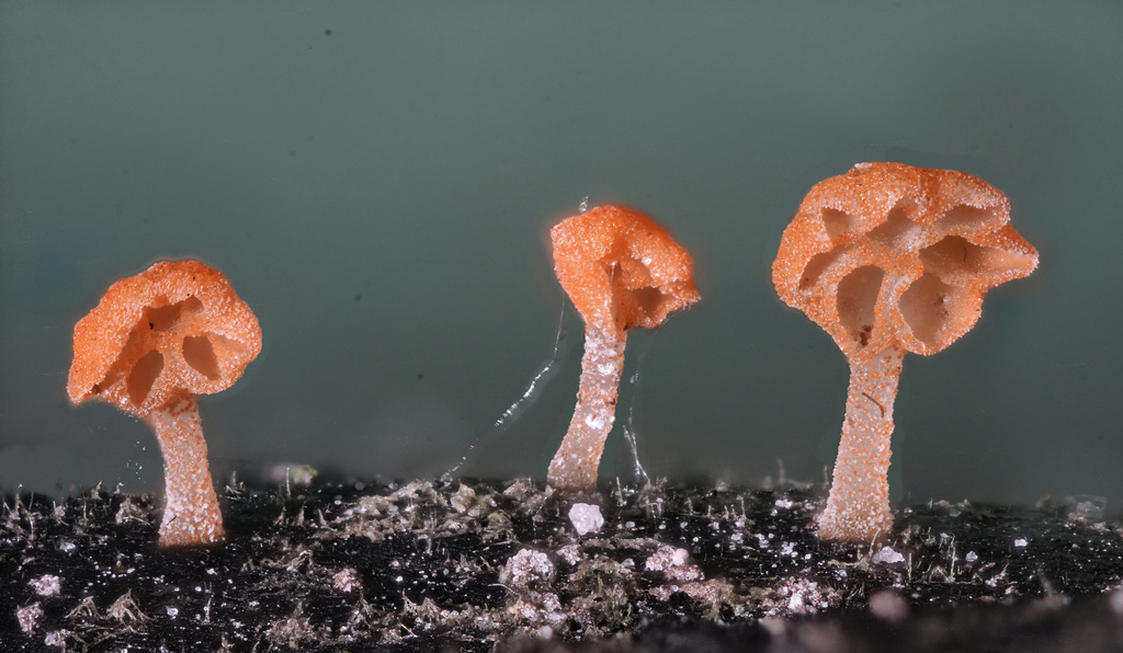 Favolaschia from Potaro-Siparuni, Guyana on December 24, 2021 at 02:50 ...