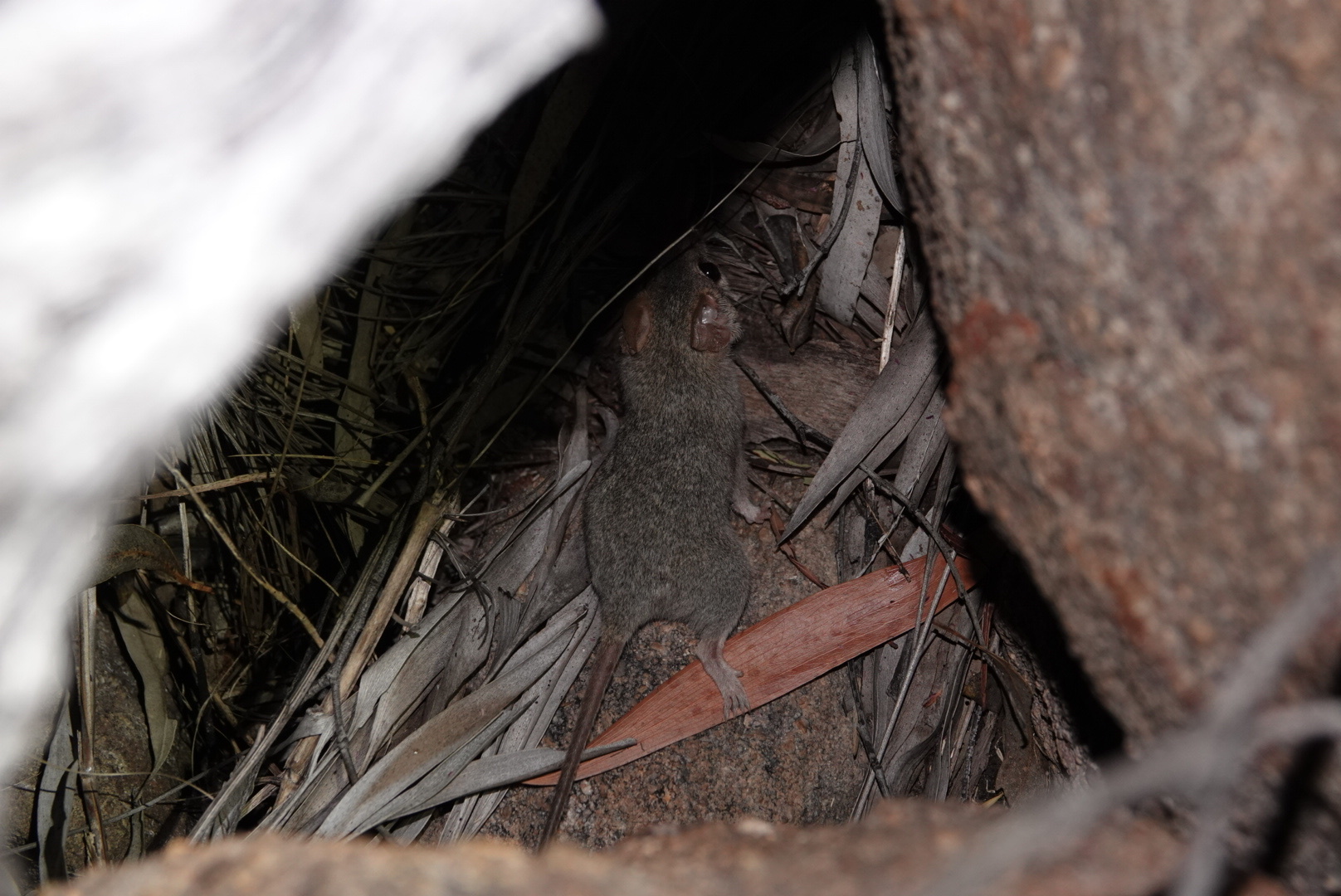 Pseudantechinus Tate, 1947