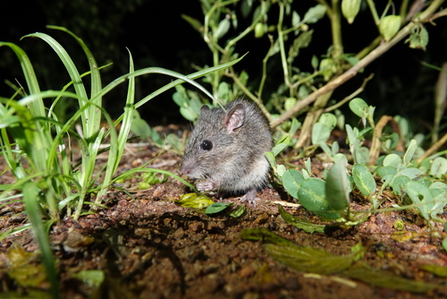 Rattus colletti · iNaturalist Ecuador