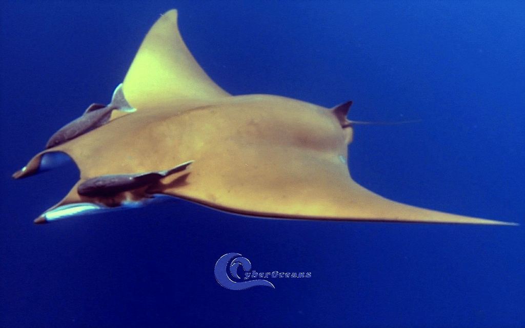 Sicklefin Devil Ray in September 2014 by Ana Santos · iNaturalist