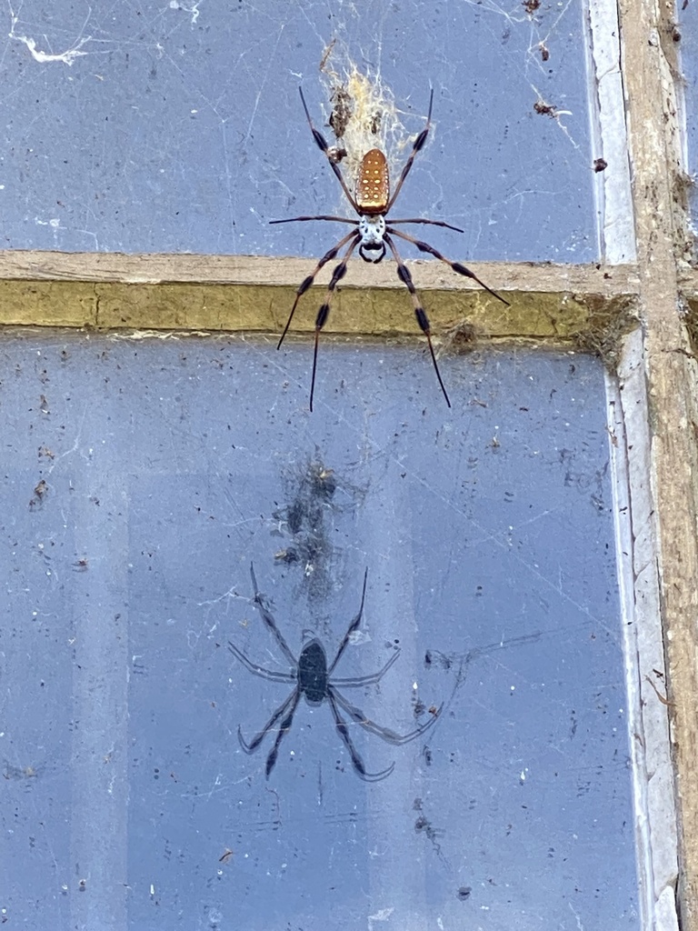 Golden Silk Spider from Light House Wynd, Bald Head Island, NC, US on ...
