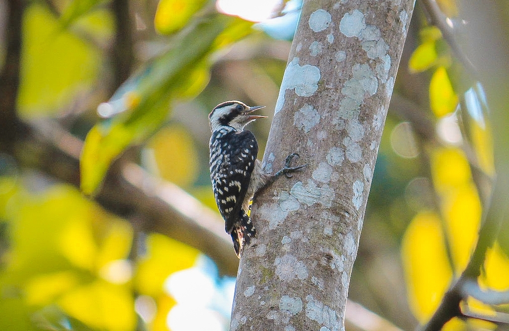 Brown-capped Woodpecker from Kahengama, Sri Lanka on March 09, 2022 at ...
