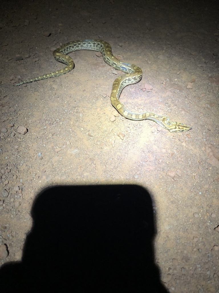 Rainbow Boas from MS-228, Corumba, MS, BR on March 08, 2022 at 08:56 PM ...