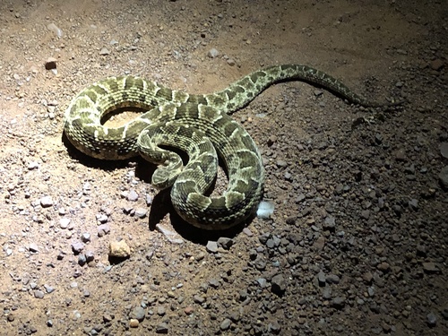 Mato Grosso Lancehead (Bothrops mattogrossensis) - Snakes and Lizards